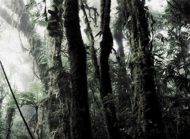 Facts About Rainforests You Probably Did Not Know - International ...